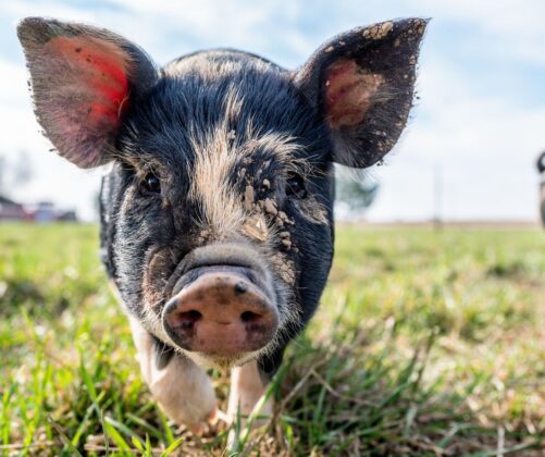 Animaux de la ferme : tout ce que vous devez savoir