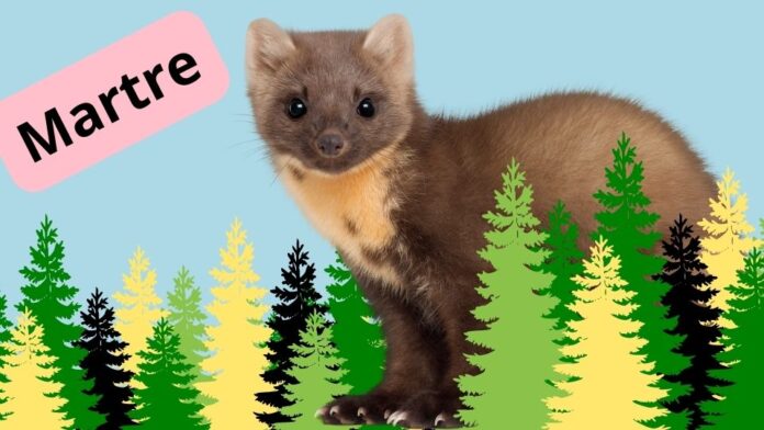 Les 10 animaux les plus fascinants de la forêt | Découvrez la faune ...