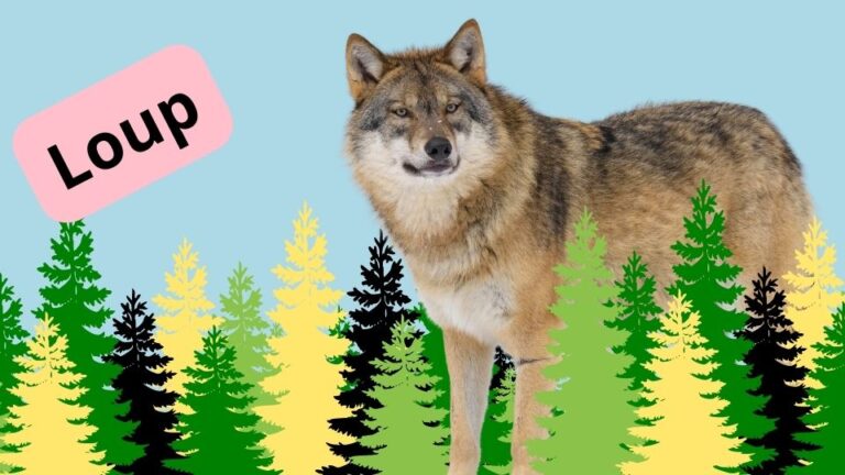 Les 10 animaux les plus fascinants de la forêt | Découvrez la faune ...