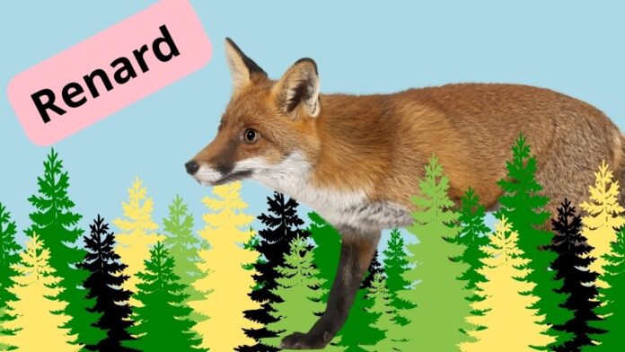 Les 10 animaux les plus fascinants de la forêt | Découvrez la faune ...