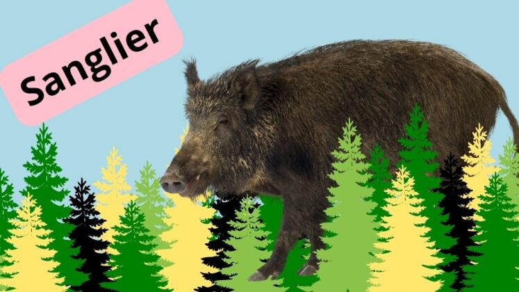 Les 10 animaux les plus fascinants de la forêt | Découvrez la faune ...