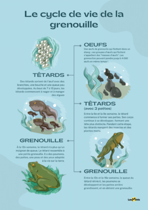 Cycle de vie de la grenouille : étapes, images et PDF à télécharger