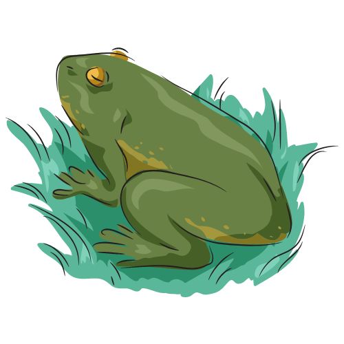 Feuille De Travail Sur Le Cycle De Vie Des Grenouilles Pour Les Enfants