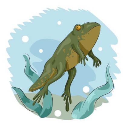 Cycle de vie de la grenouille : étapes, images et PDF à télécharger