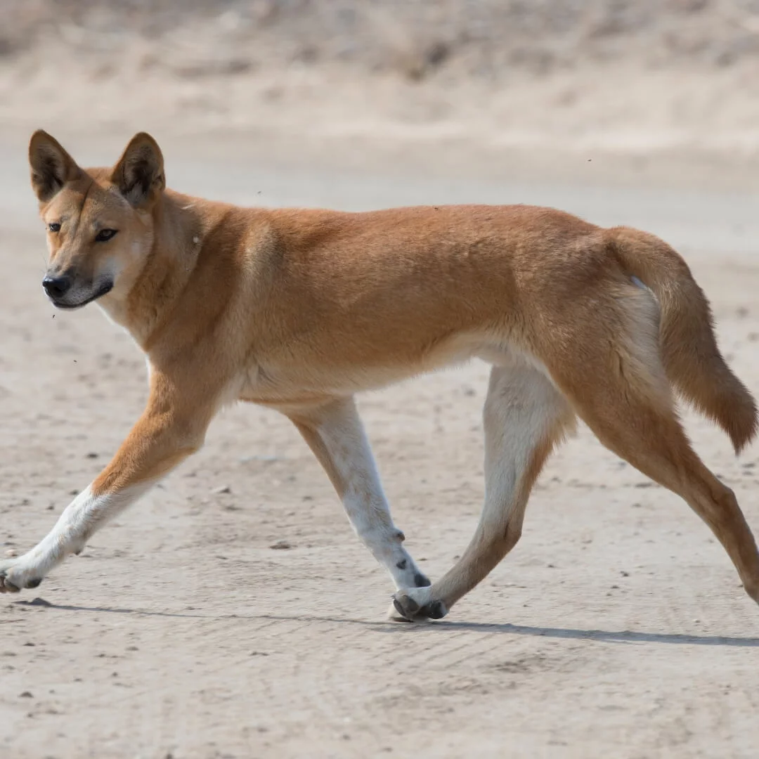 Chien Dingo Sauvage Le Dingo Est Un Chien Sauvage Espace Zoologique
