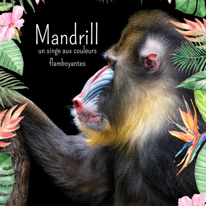 Le mandrill, un singe aux couleurs flamboyantes : découvrez sa vie ...