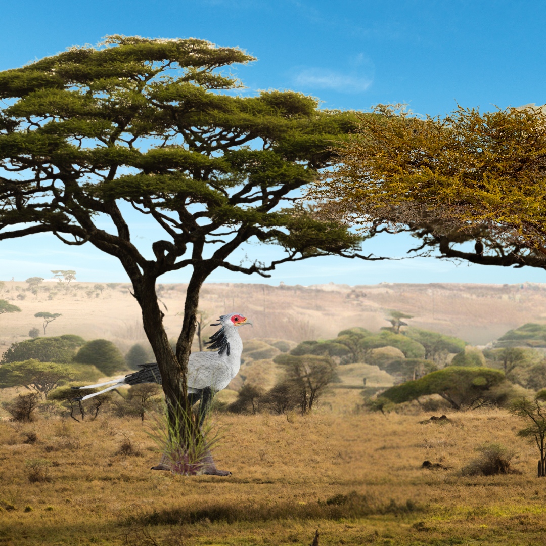 Rencontre avec l'Oiseau Secrétaire : Le Champion de la Savane