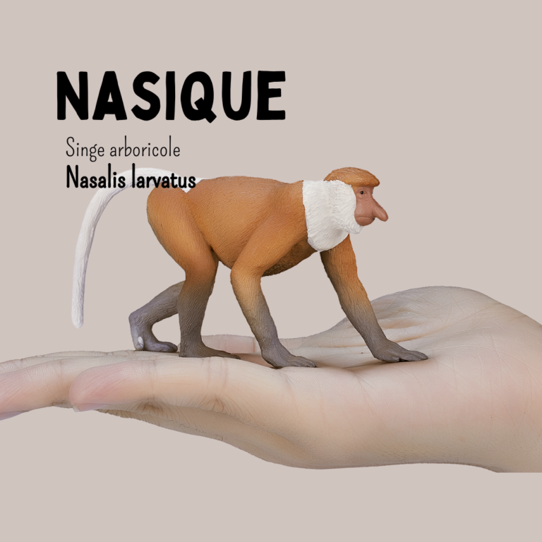 Le singe nasique de Bornéo au nez proéminent