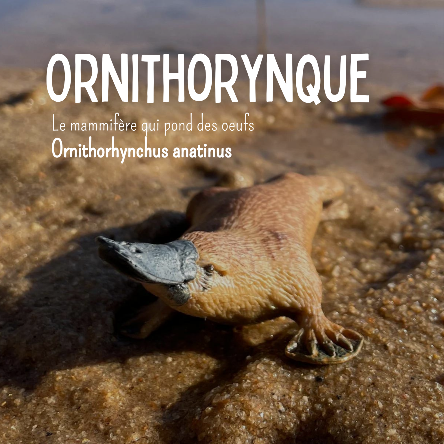 Découverte de l'Ornithorynque : un mammifère ovipare aux allures de canard
