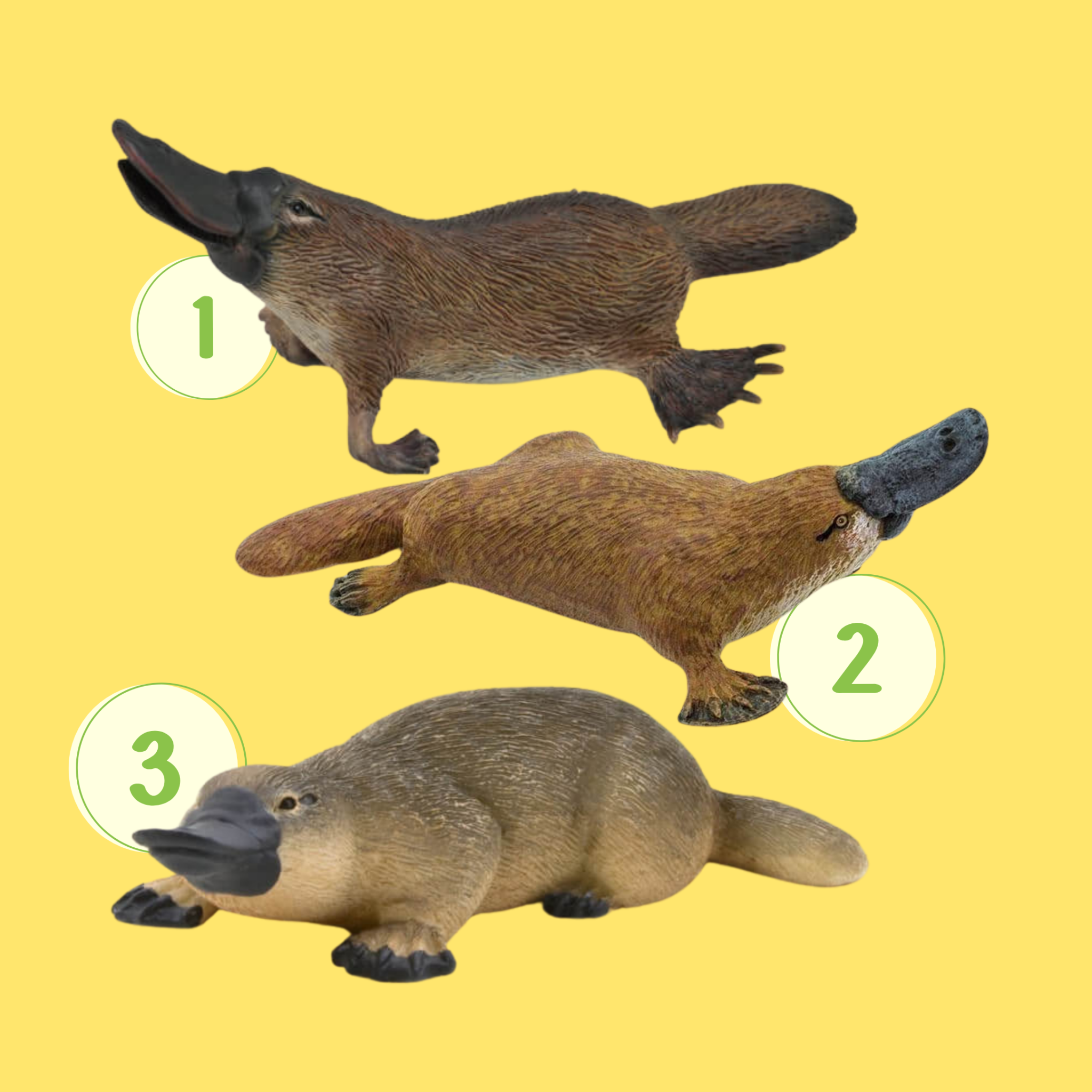 Découverte de l'Ornithorynque : un mammifère ovipare aux allures de canard
