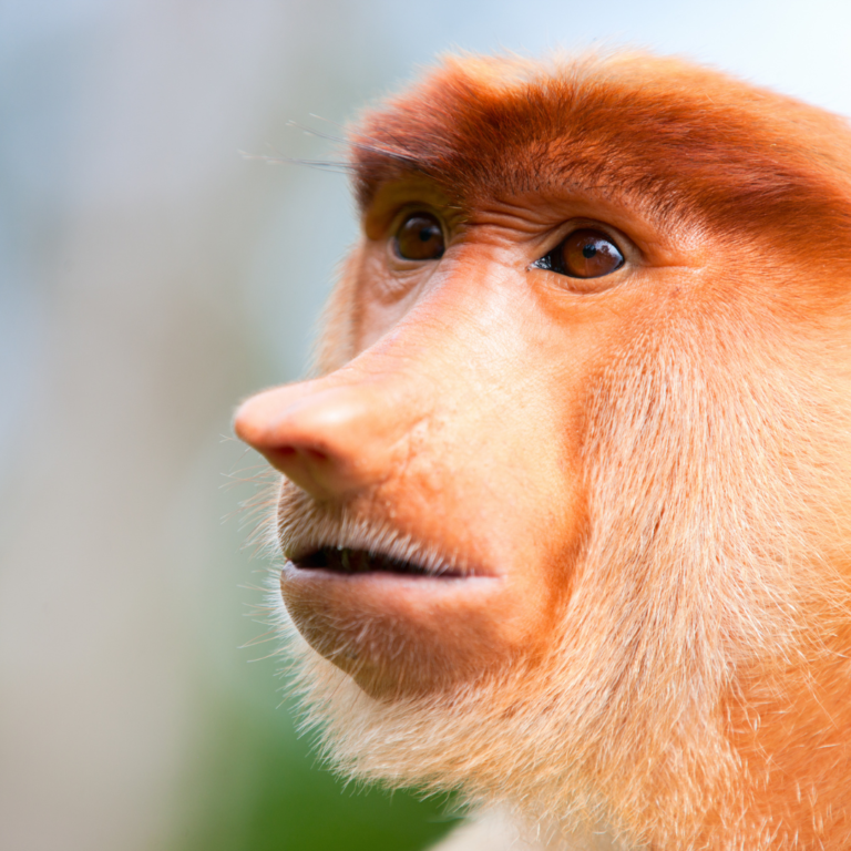 Le singe nasique de Bornéo au nez proéminent