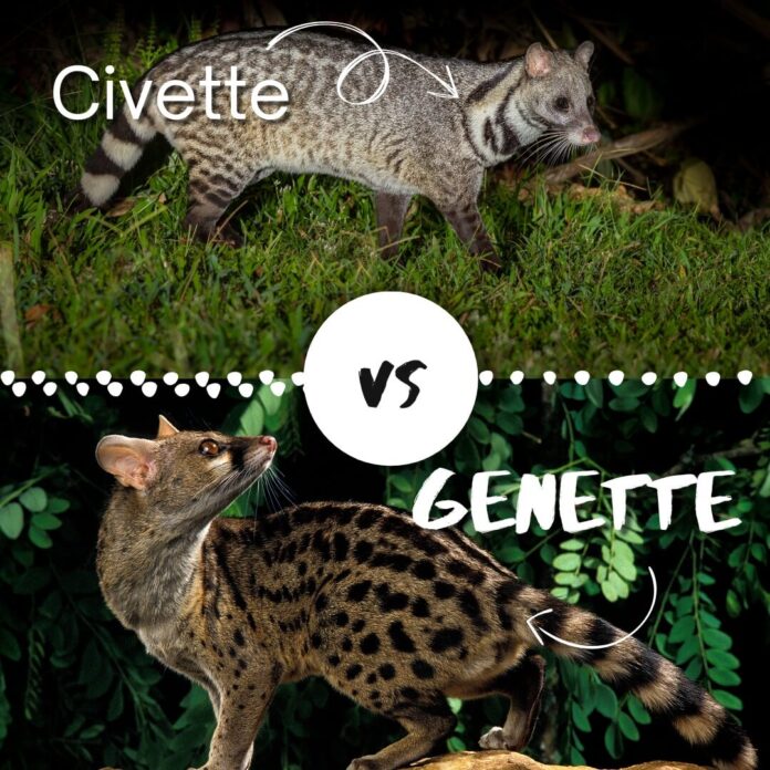Civette vs Genette : les différences clés entre ces cousines