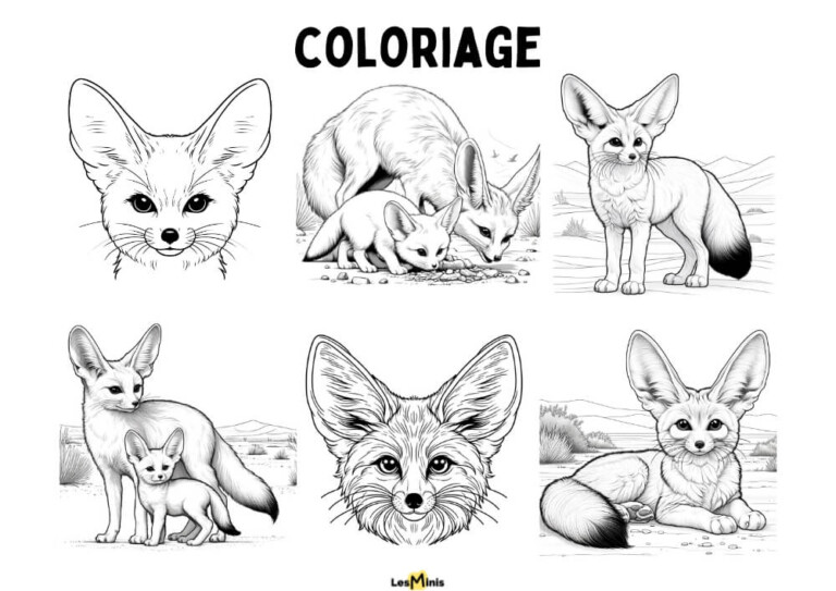 Le fennec, renard des sables : découvrez ce survivant du désert