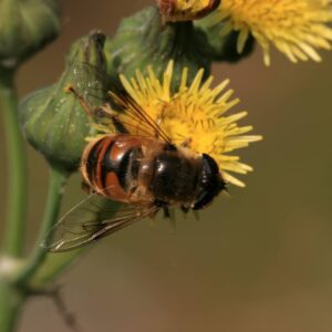 Petites Pattes, Grand Impact : 10 Insectes Méconnus de nos Jardins