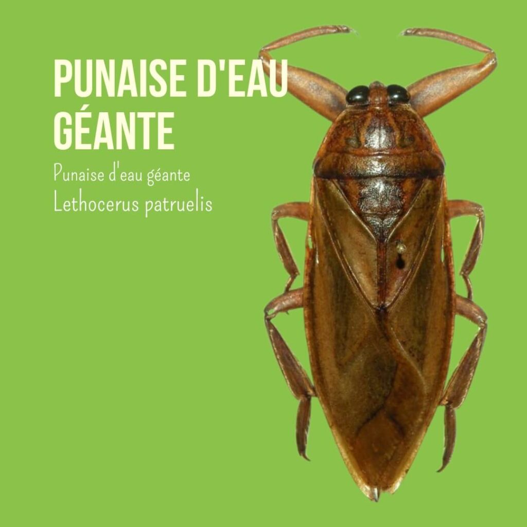 Punaise D Eau En 4 Lettres