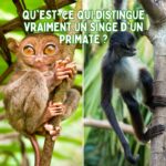 Singe ou primate : quelle est la différence ? | Blog Educatif LesMinis