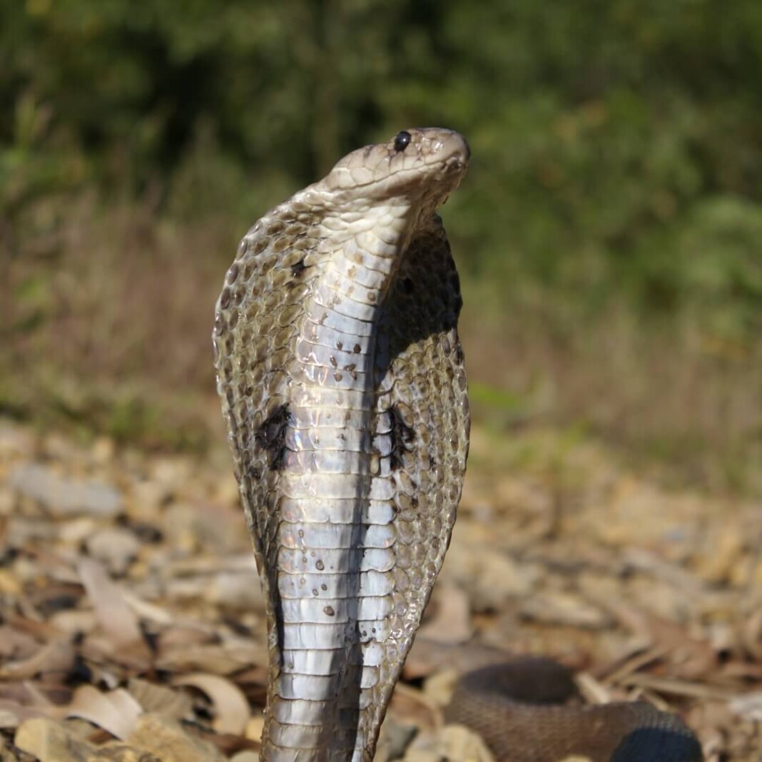 Le Cobra : Un Serpent Mystérieux - Tous savoir sur cet animal