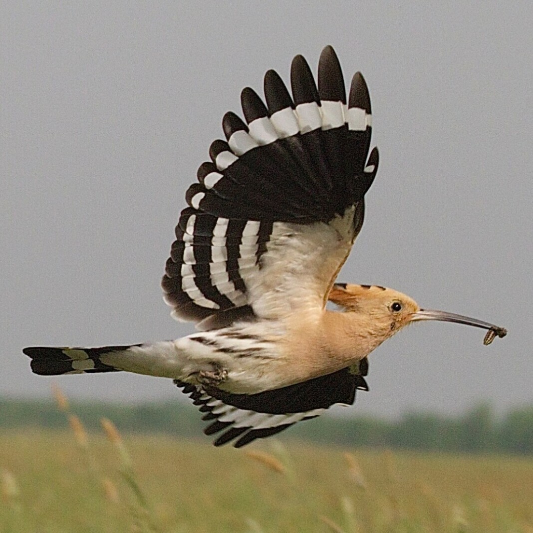 La Huppe Fasciée : Un Oiseau Étonnant à Découvrir