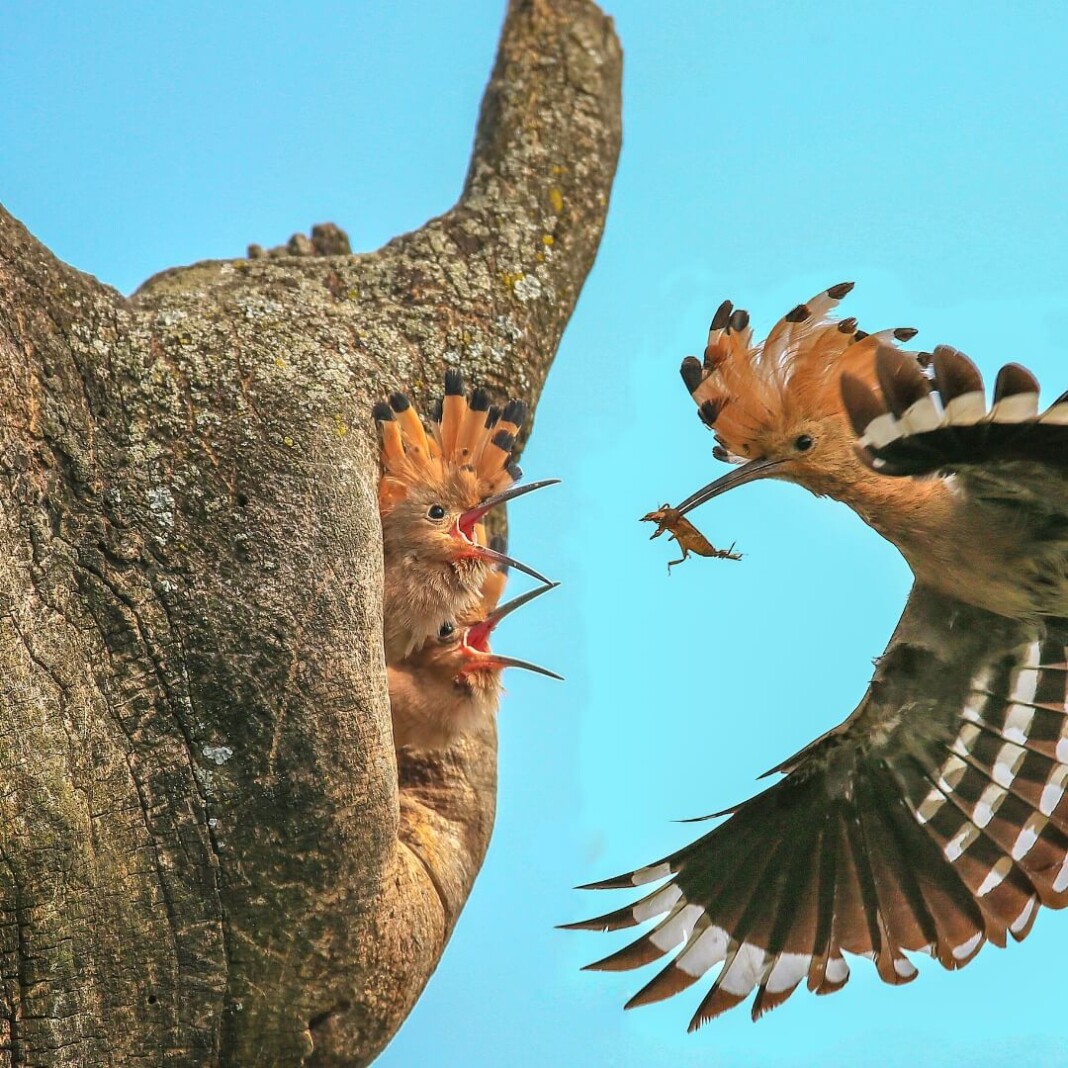 La Huppe Fasciée : Un Oiseau Étonnant à Découvrir