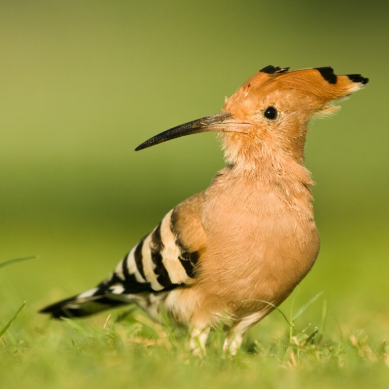 La Huppe Fasciée : Un Oiseau Étonnant à Découvrir