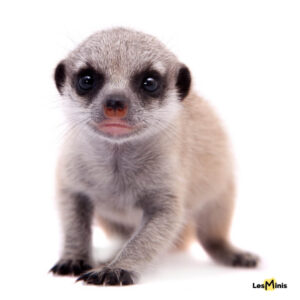 Le Suricate : Guide Complet de la Sentinelle du Désert | Animaux d'Afrique