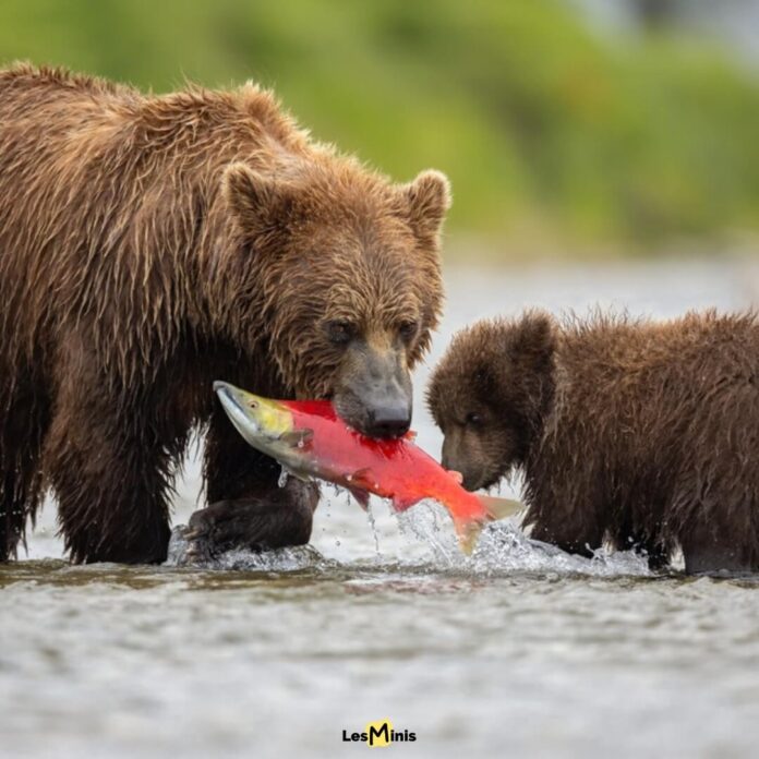 Que mangent les ours bruns ? 5 aliments surprenants à découvrir