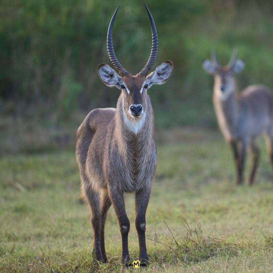 12 Herbivores Géants Savane Africaine | Maîtres Plaine
