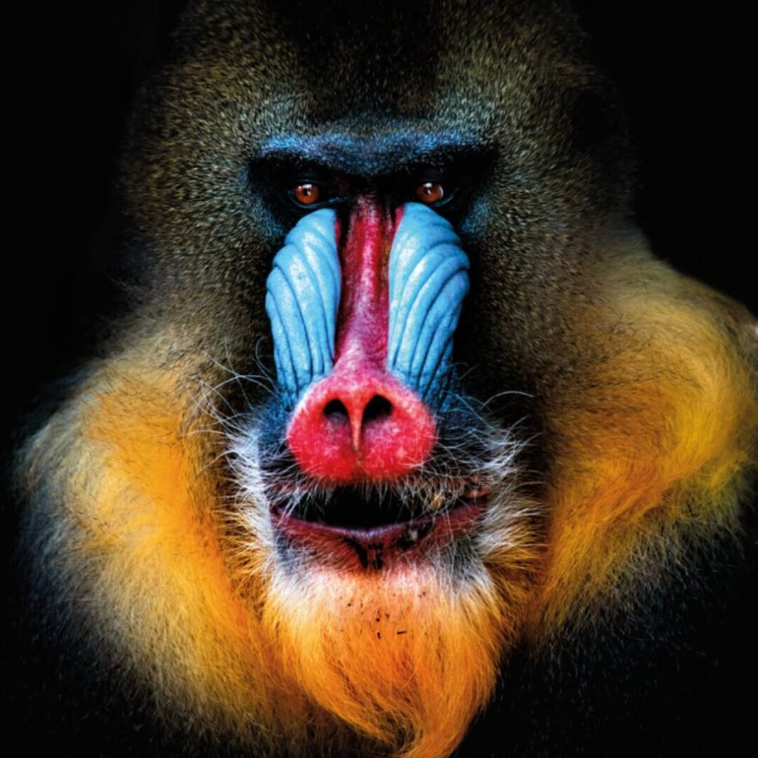 12 Animaux aux Couleurs Extraordinaires qui Défient l'Imagination