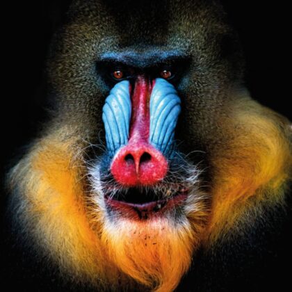 12 Animaux aux Couleurs Extraordinaires qui Défient l'Imagination