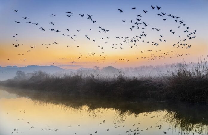 Pourquoi Les Oiseaux Migrent en Hiver : Le Grand Voyage des Espèces