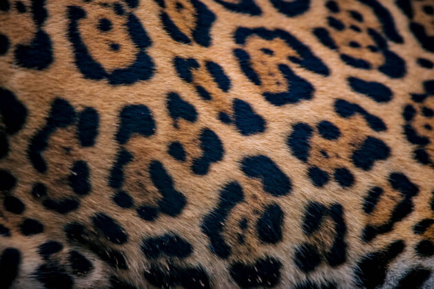 Jaguar vs Léopard : 7 différences pour ne plus les confondre