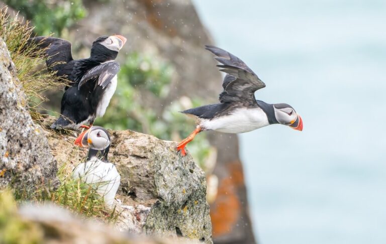 Macareux moine : tout savoir sur le perroquet des mers | LesMinis