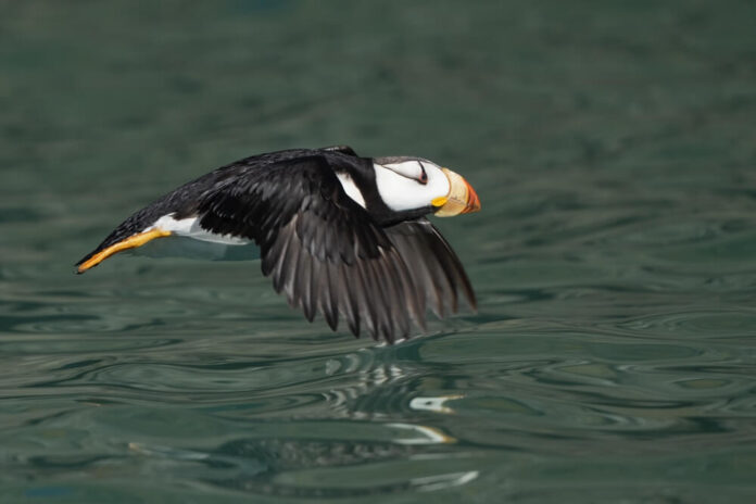 Macareux moine : tout savoir sur le perroquet des mers | LesMinis