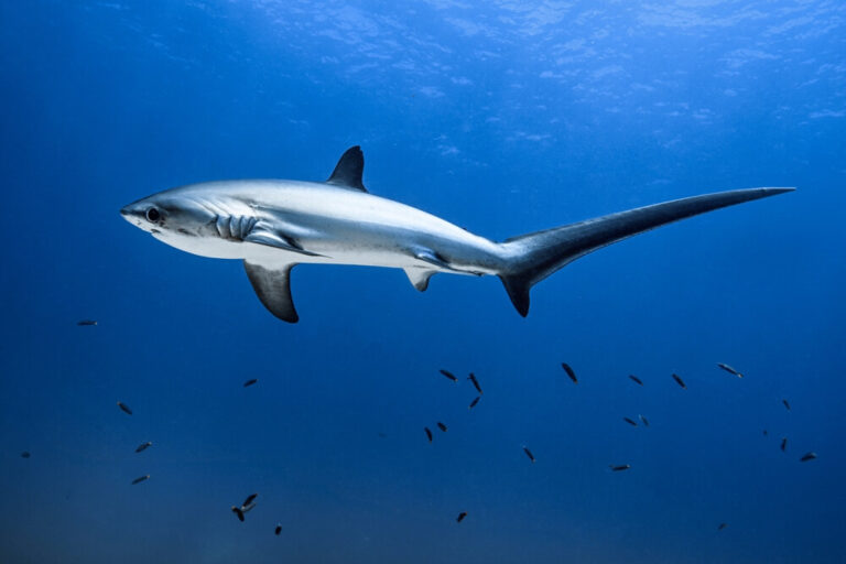 Requin renard : taille, queue et comportement | LesMinis